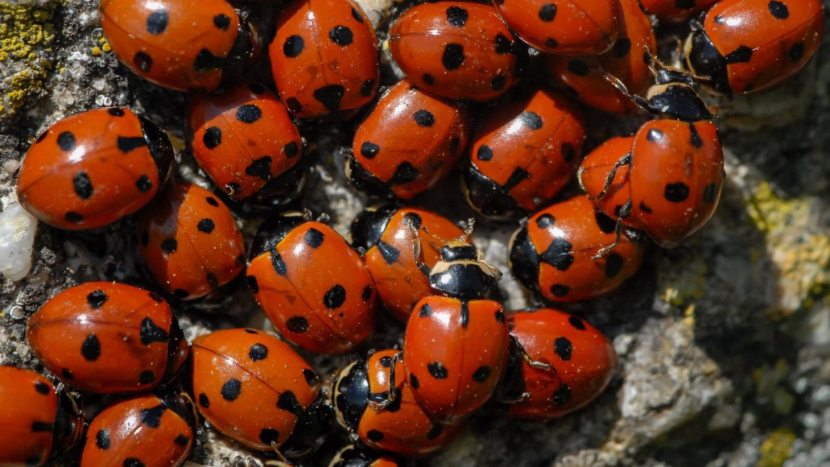 Invazie de gărgărițe în Marea Britanie! Cum se explică fenomenul? - AngliaMea.ro